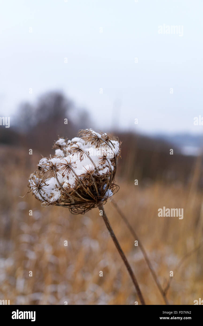 closeup of single dried weed with a snow at the cloudy morning Stock ...