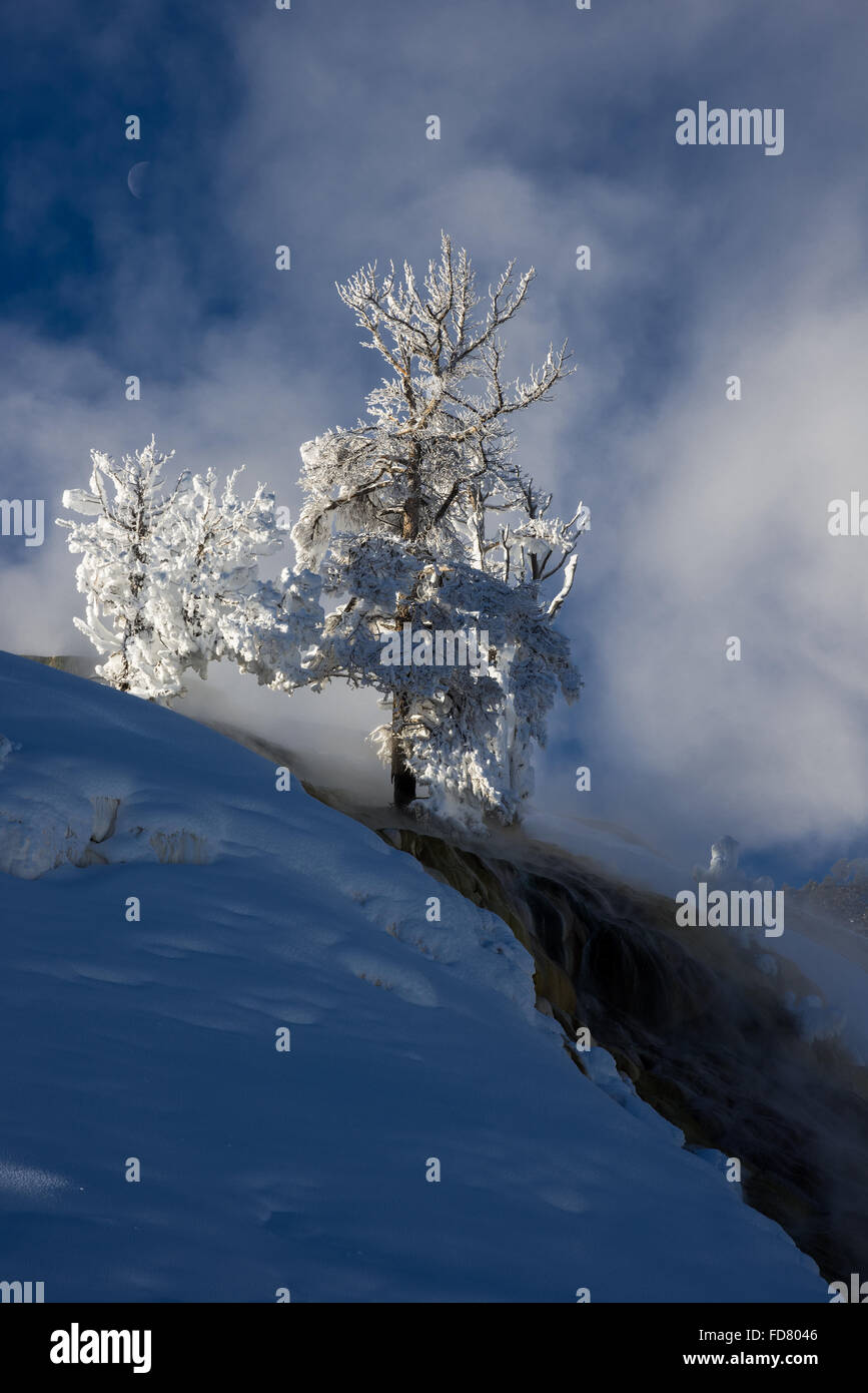 Steam in trees hi-res stock photography and images - Alamy