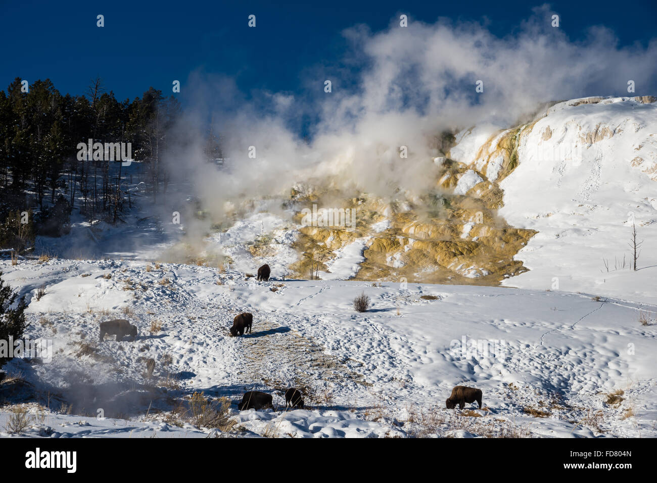 Bison yellowstone steam hi-res stock photography and images - Alamy