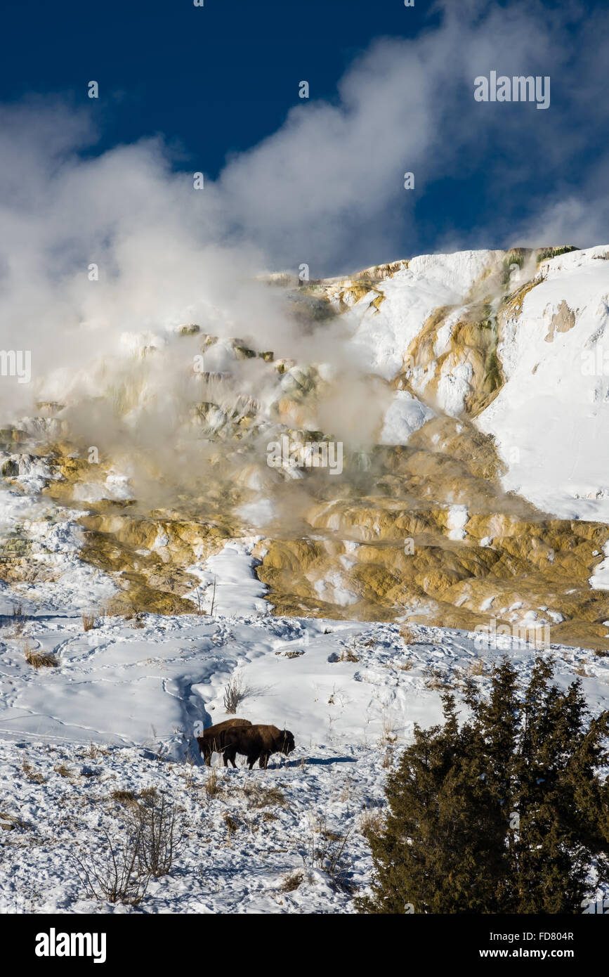 Bison graze in snow in front of steamy travertine terrace at Mammoth ...