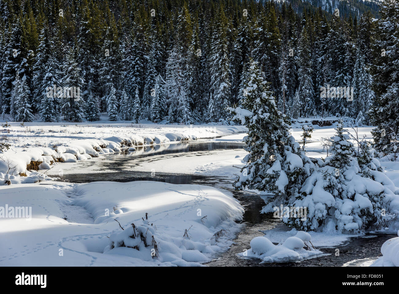 Pine trees snow hi-res stock photography and images - Alamy