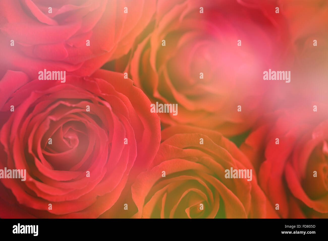 Red Roses background Stock Photo - Alamy