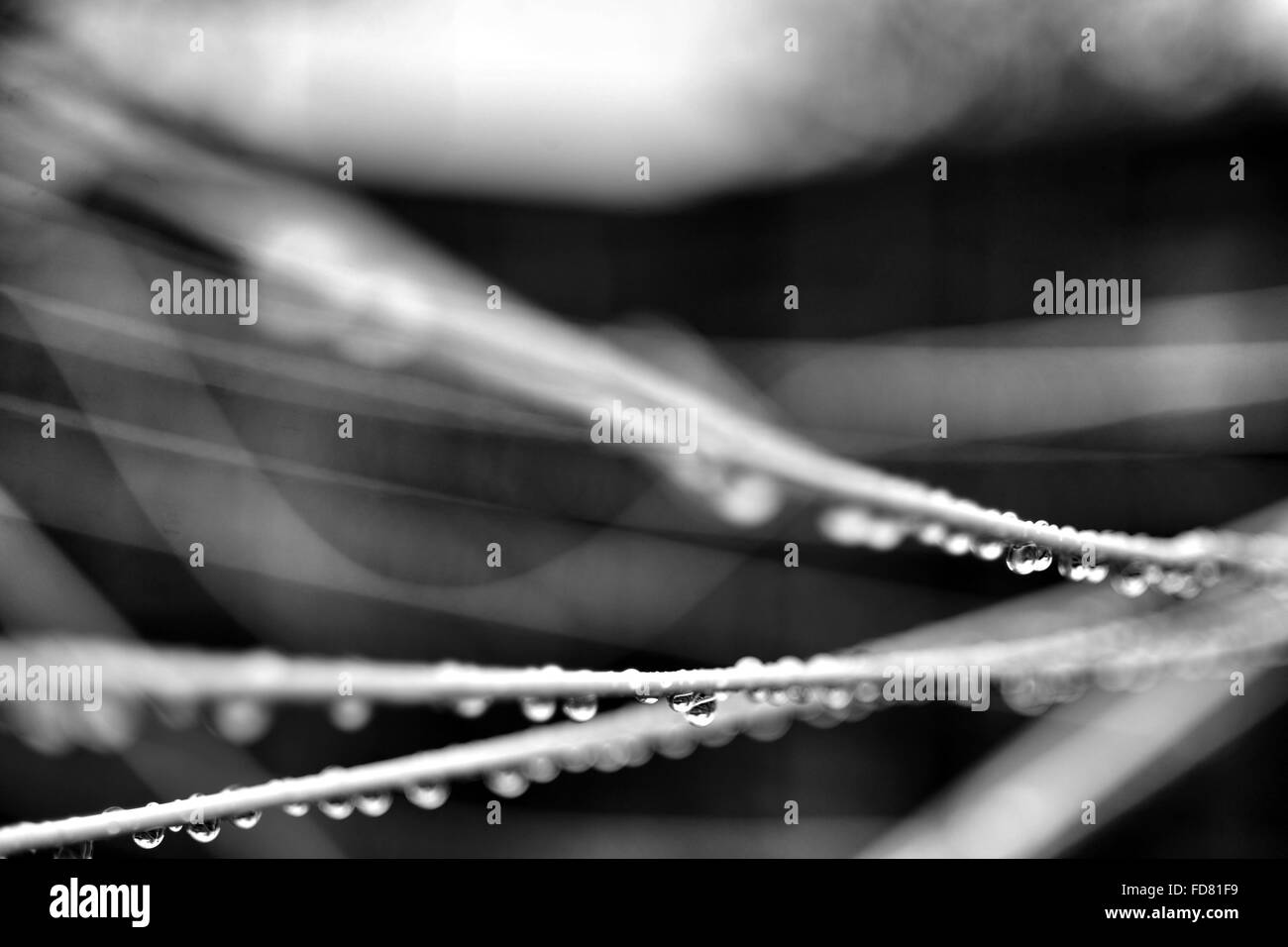 Drop detail Black and White Stock Photos & Images - Alamy