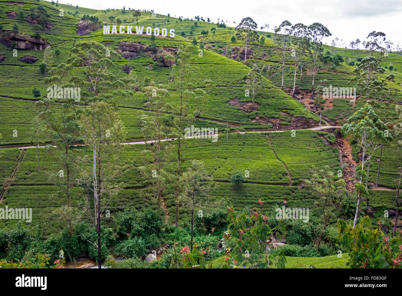 Part of the huge Mackwoods tea plantation estate in the hills near ...
