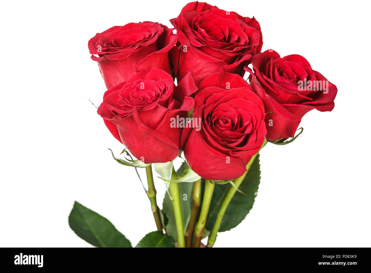 Saturated red roses isolated on white background Stock Photo - Alamy