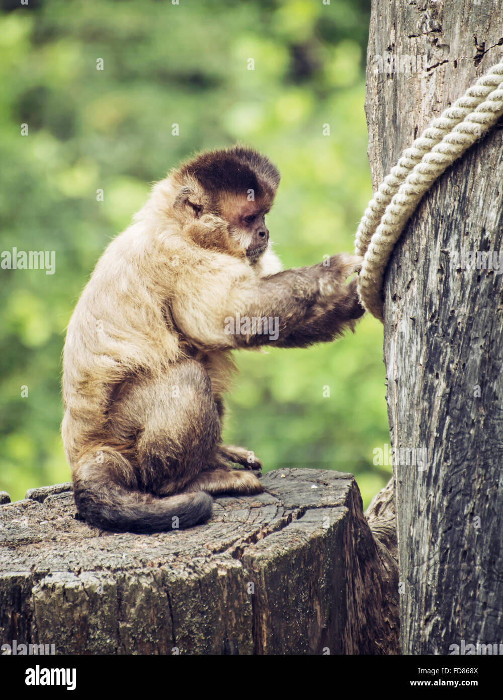 Tufted capuchin (Cebus apella) sitting on the tree stump. Animal scene ...
