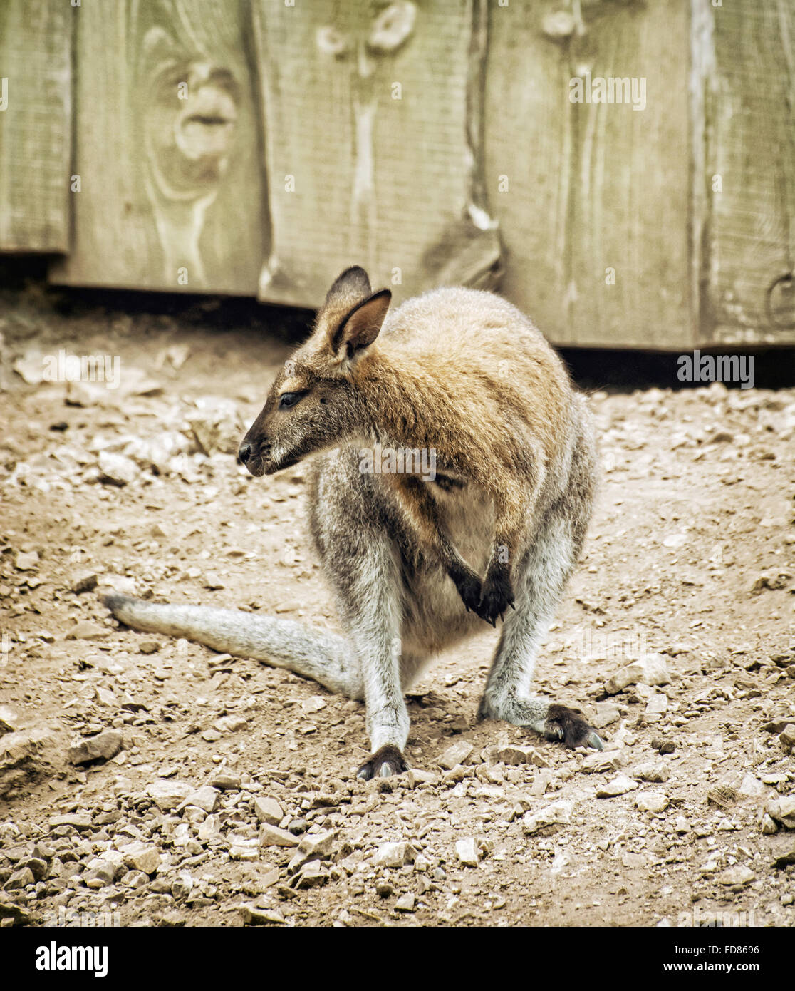 Red-necked wallaby or Bennett's wallaby (Macropus rufogriseus) is a ...