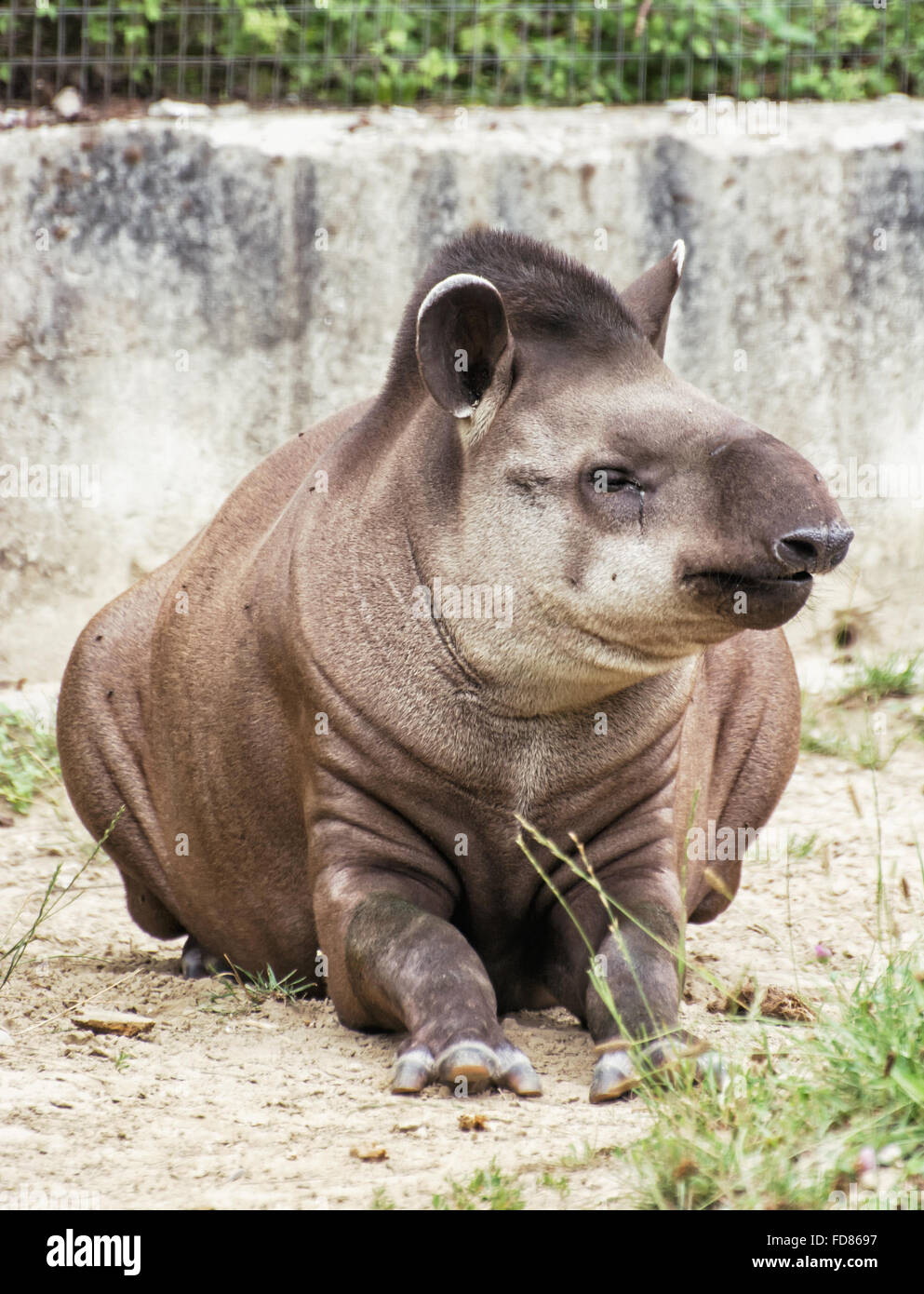 South america rainforest tapir hi-res stock photography and images - Alamy