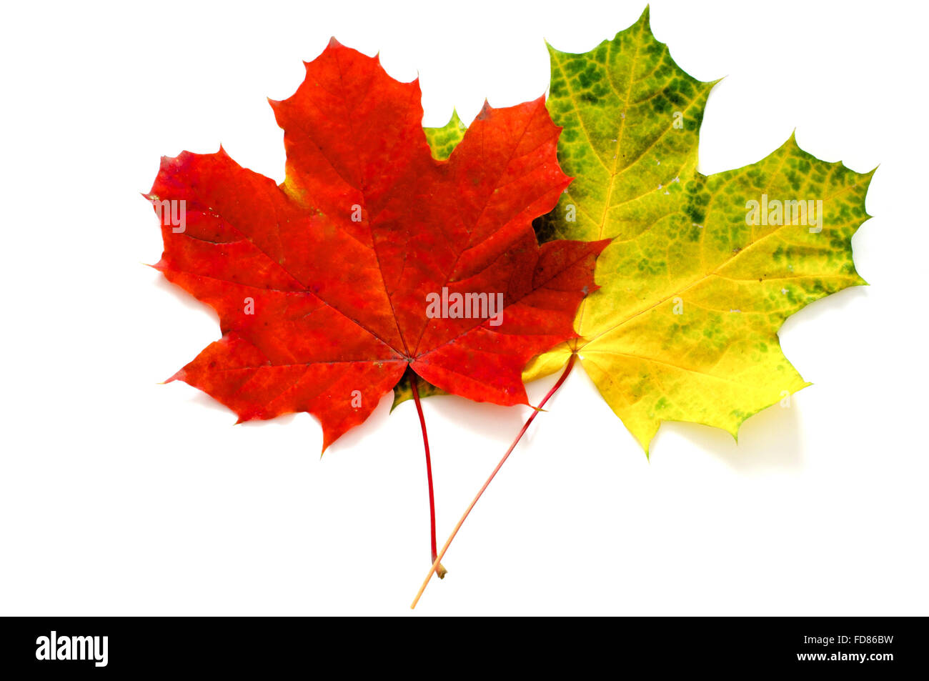 Two colorful maple leaves hi-res stock photography and images - Alamy