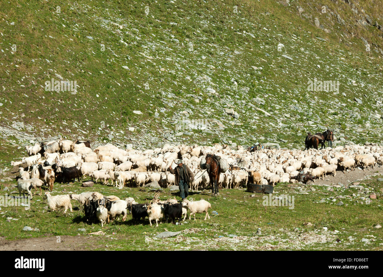 Herde schafe mit lamm hi-res stock photography and images - Alamy