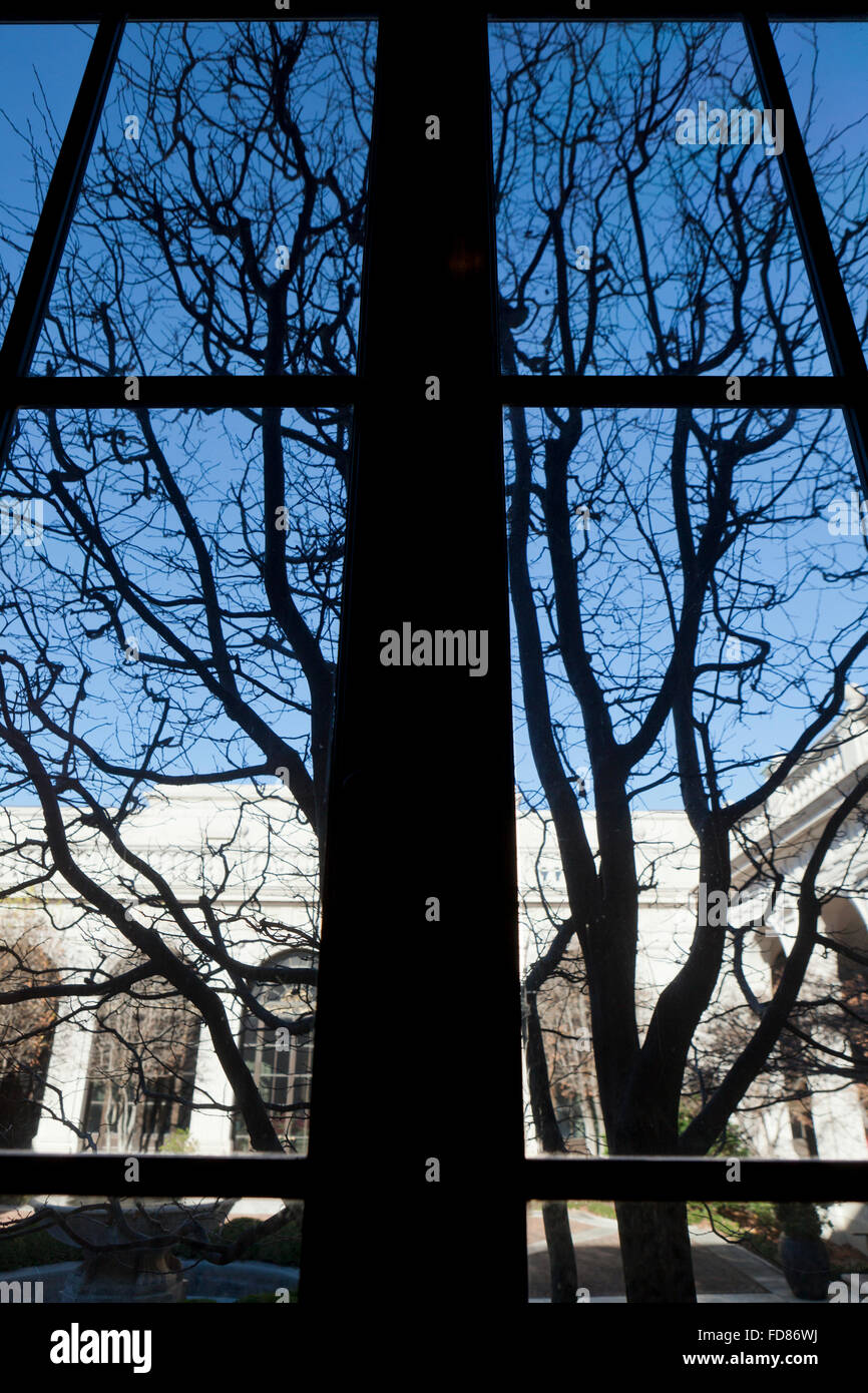 Leafless dormant tree and large window in silhouette Stock Photo - Alamy