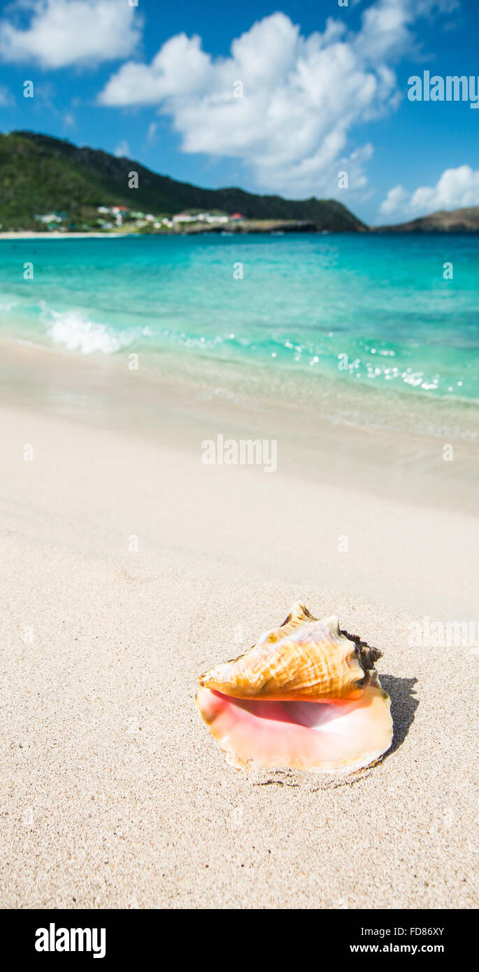 Shell i a Caribbean sea Stock Photo - Alamy