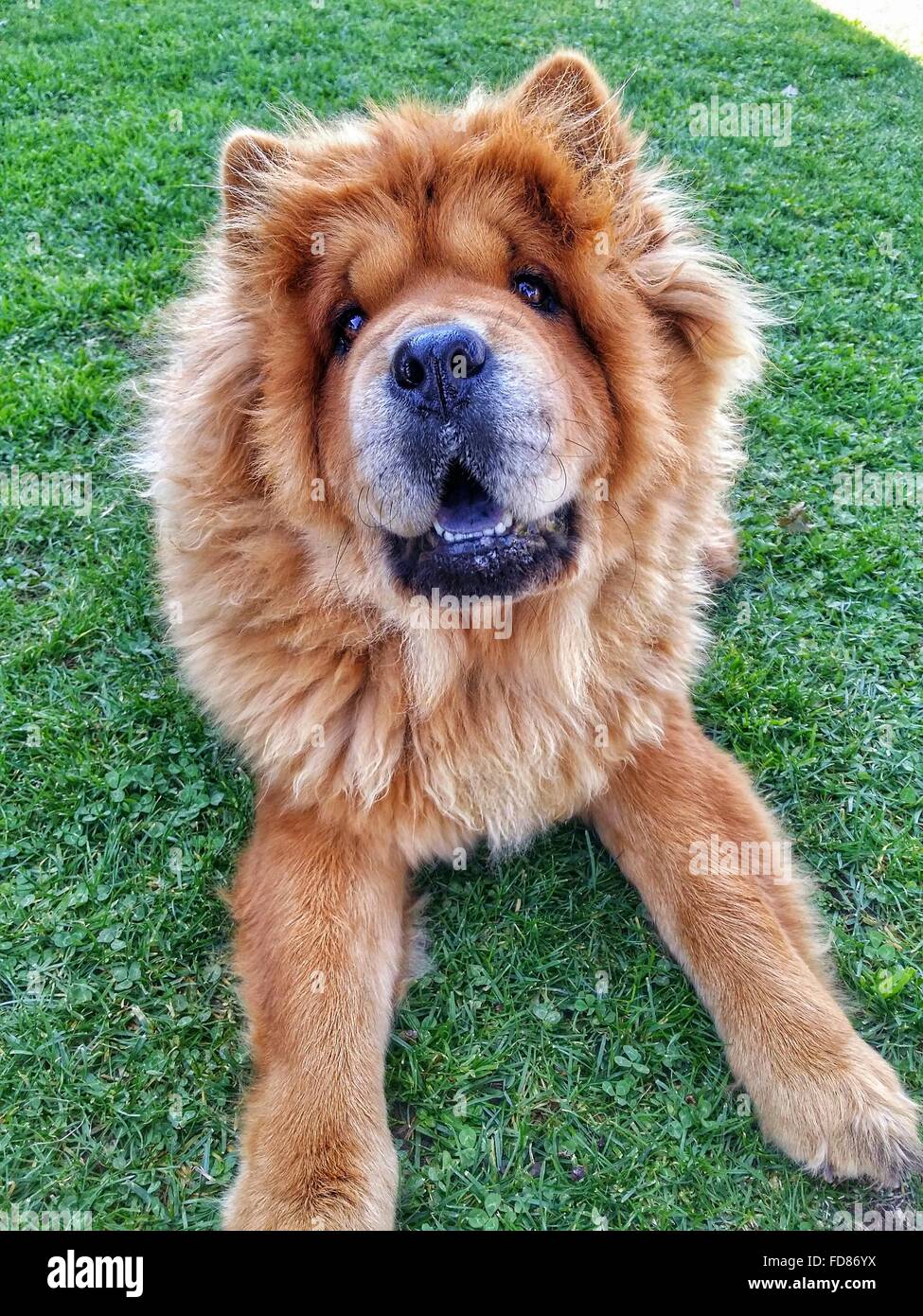 Chow Chow Dog High Resolution Stock Photography and Images - Alamy