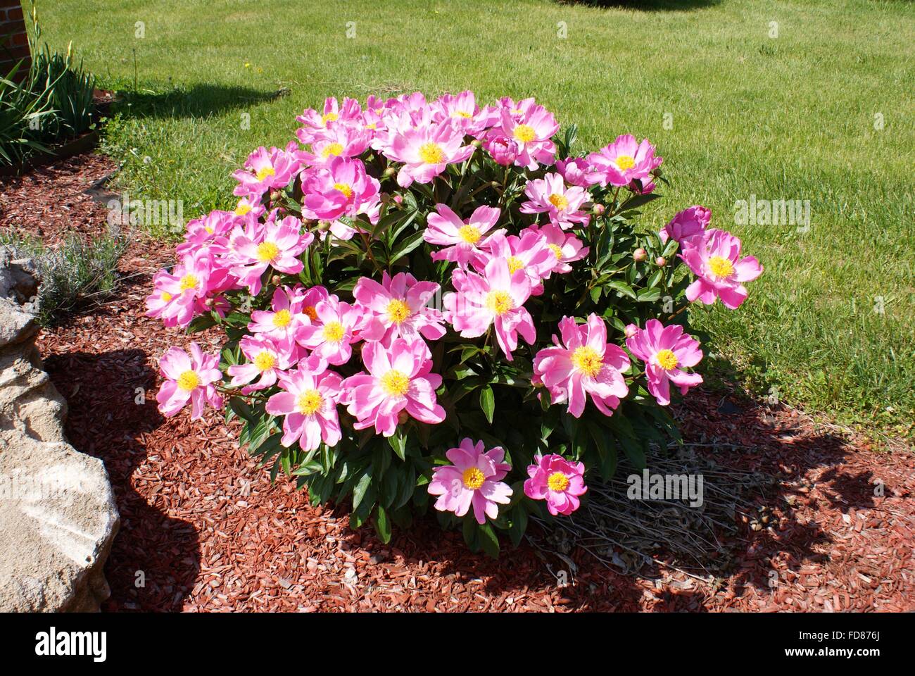 Beautiful bush with purple flowers Stock Photo - Alamy
