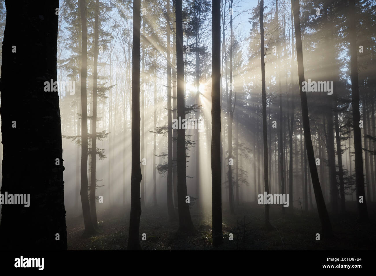 Sun rays shining through the trees of the forest Stock Photo - Alamy