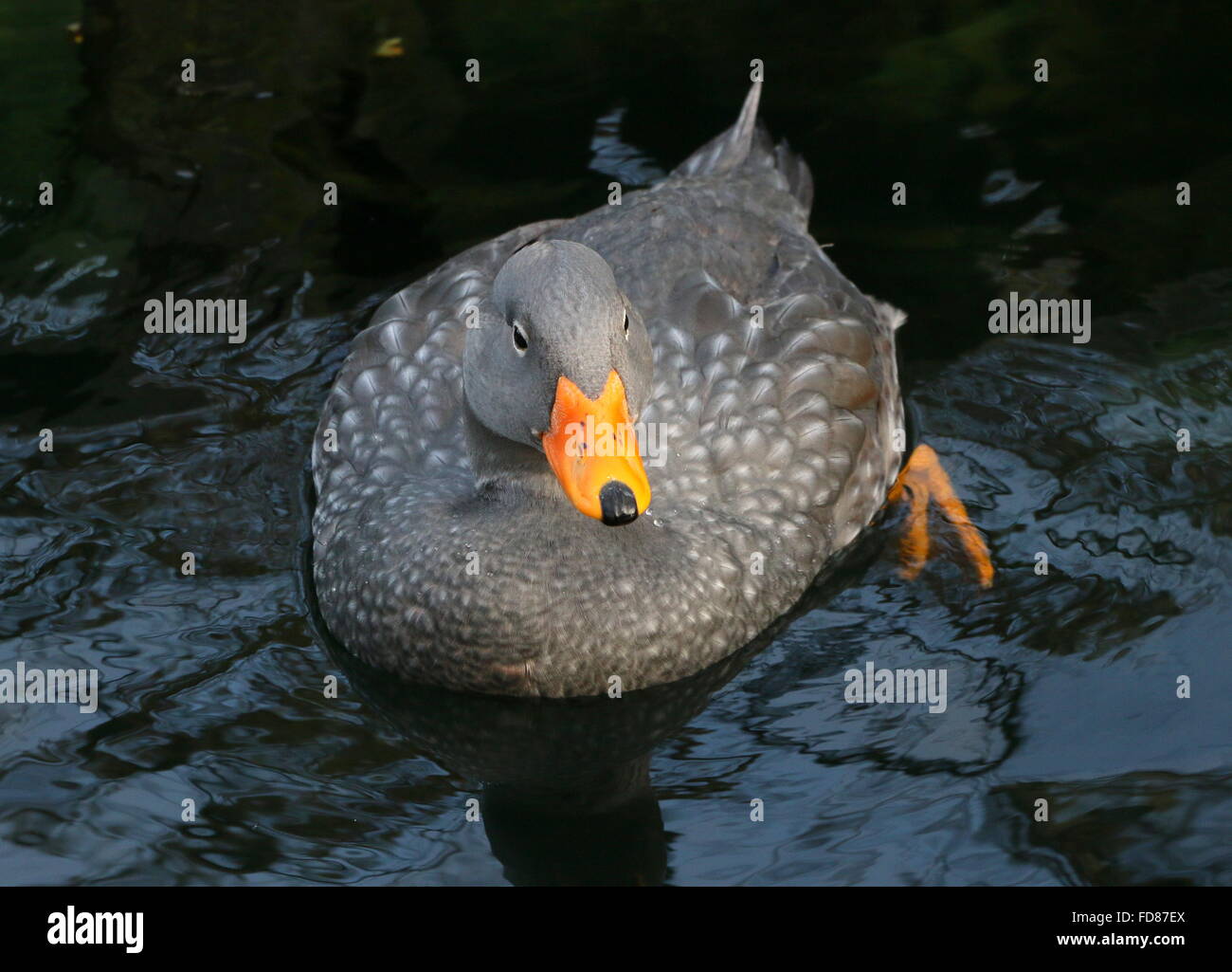 South American Fuegian Steamer Duck a.k.a. Magellanic Flightless ...
