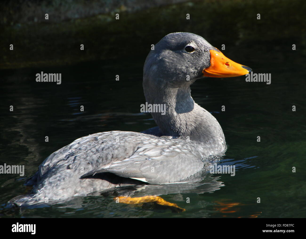 South American Fuegian Steamer Duck a.k.a. Magellanic Flightless ...