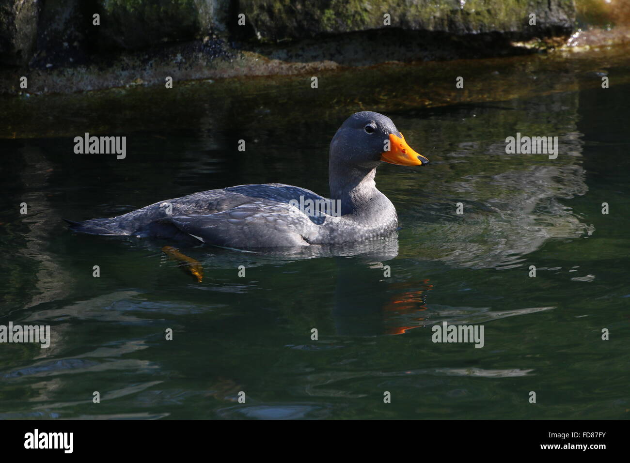South American Fuegian Steamer Duck a.k.a. Magellanic Flightless ...