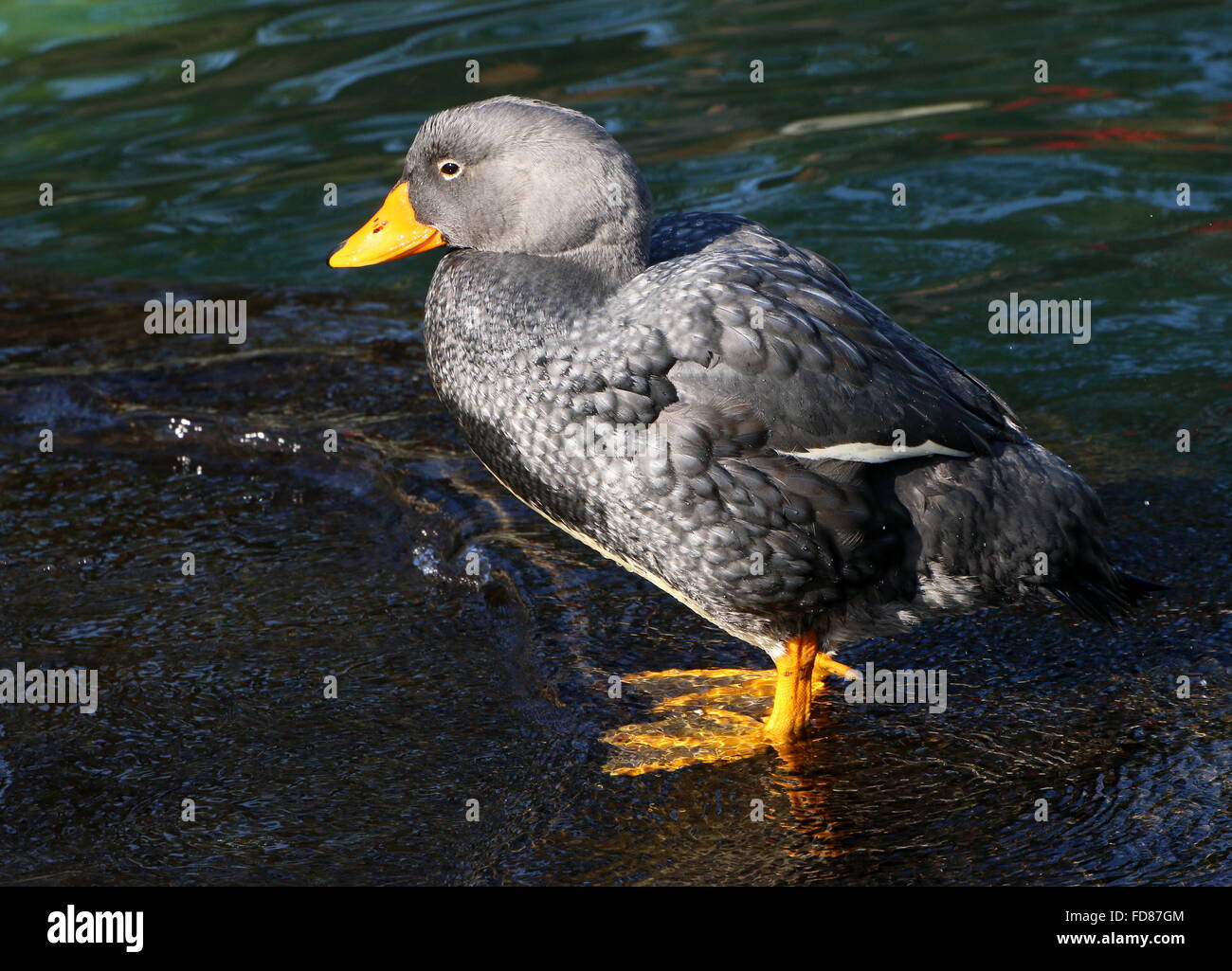 South American Ducks Stock Photos & South American Ducks Stock Images ...