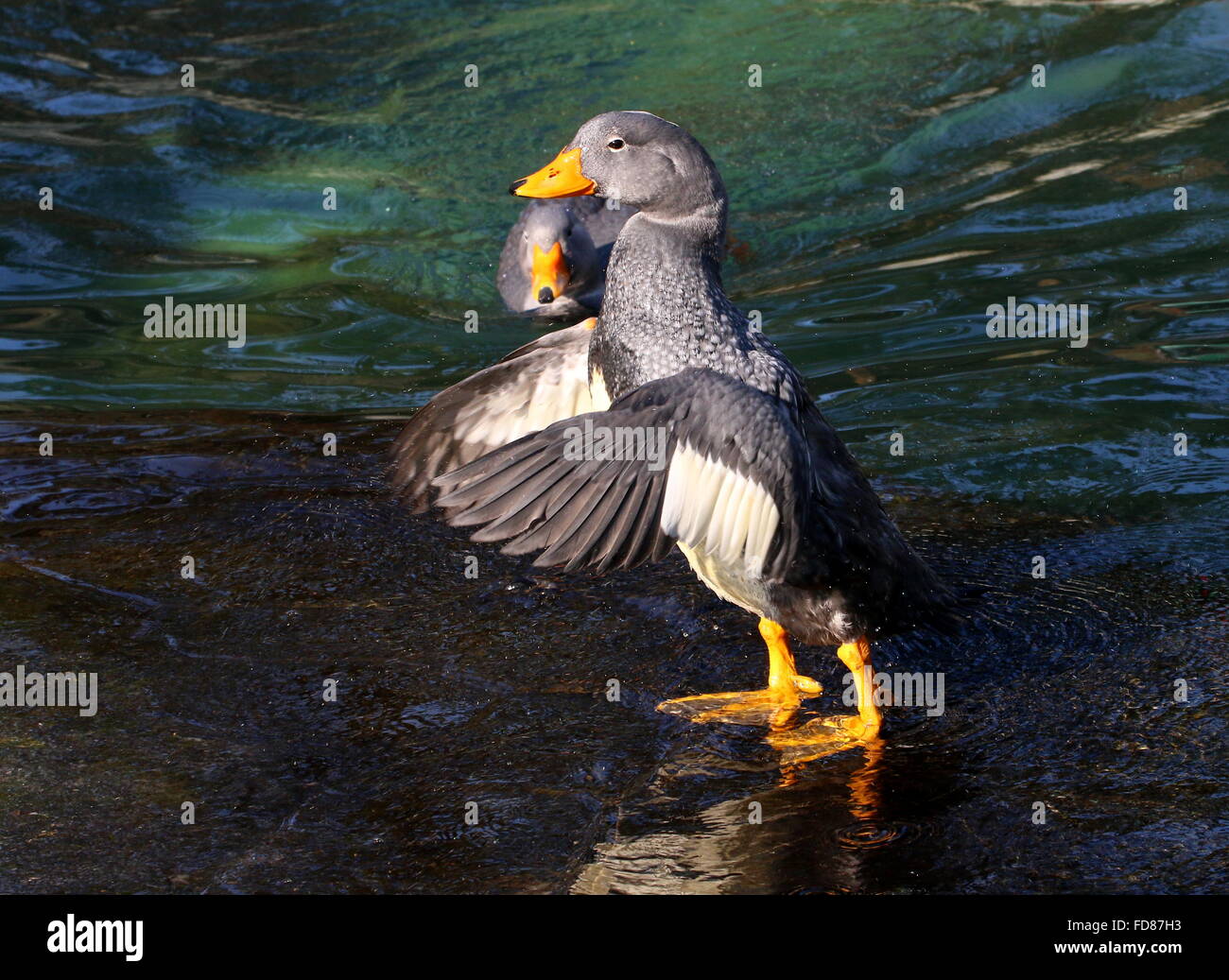 Male South American Fuegian Steamer Duck flapping his wings. A.k.a ...