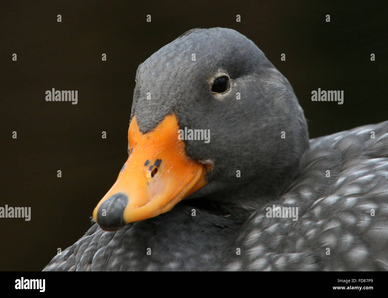 Closeup of a South American Fuegian Steamer Duck a.k.a. Magellanic ...