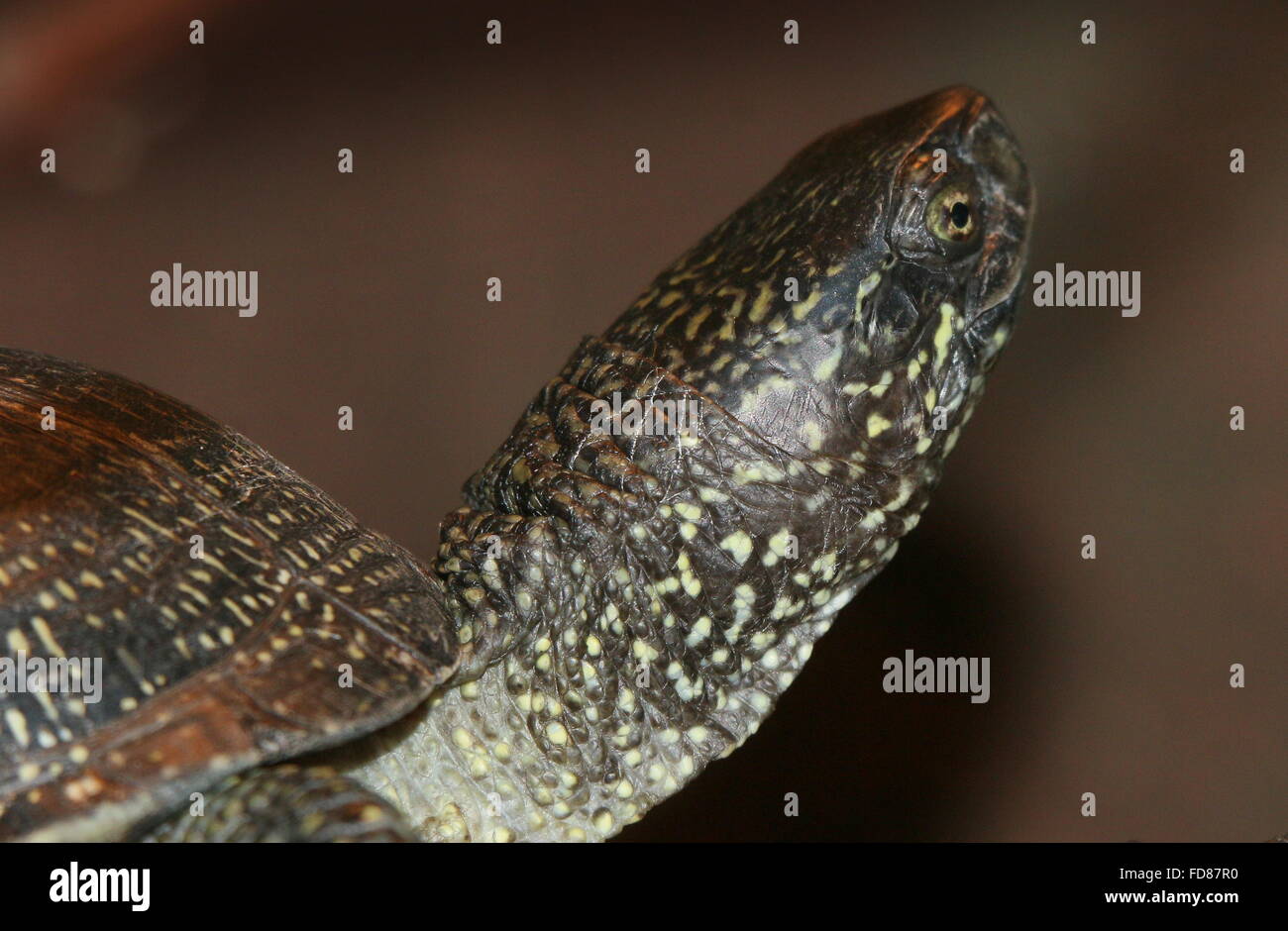 Turtles neck hi-res stock photography and images - Alamy