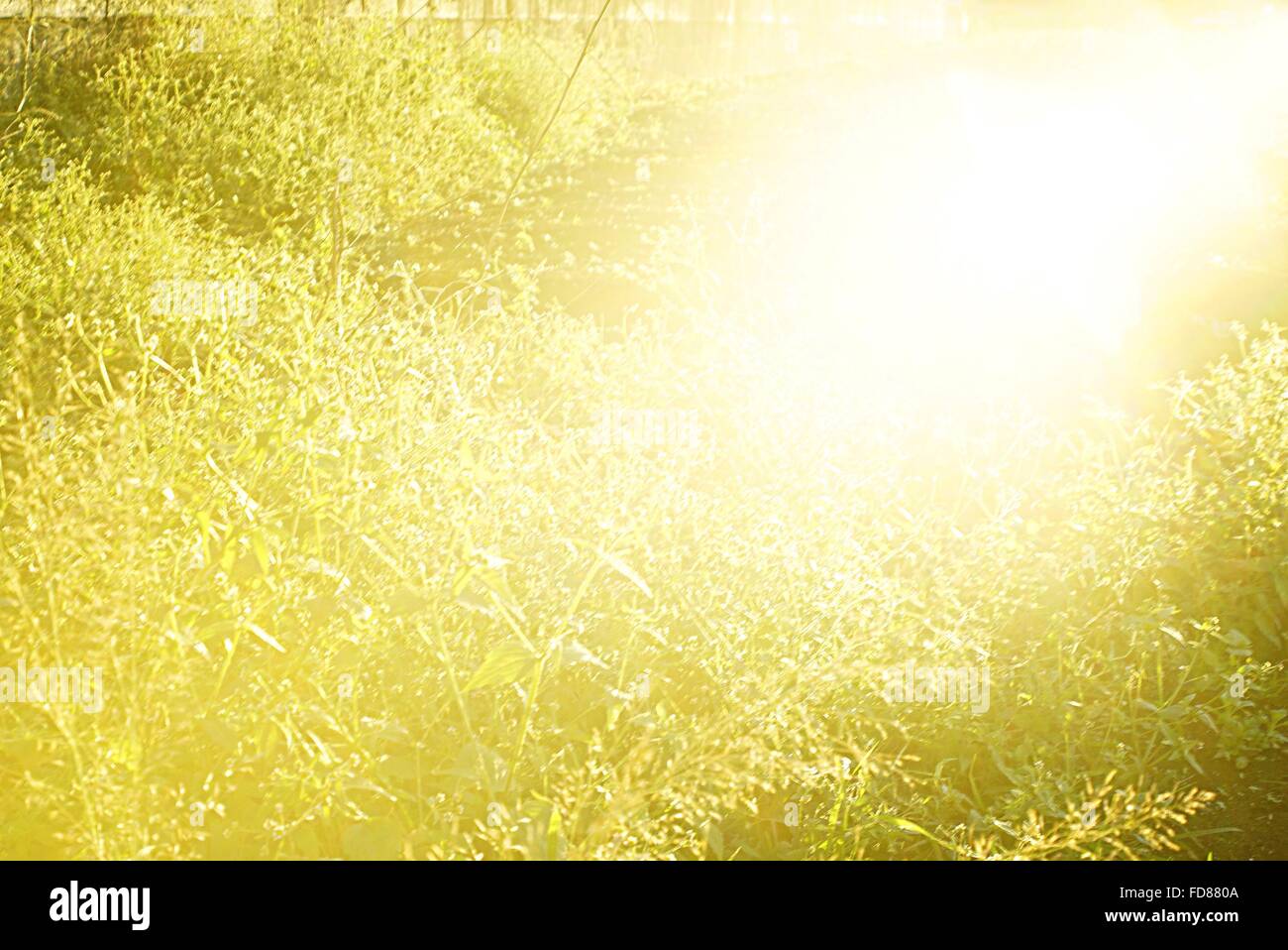 Sunlight falling grass day hi-res stock photography and images - Alamy