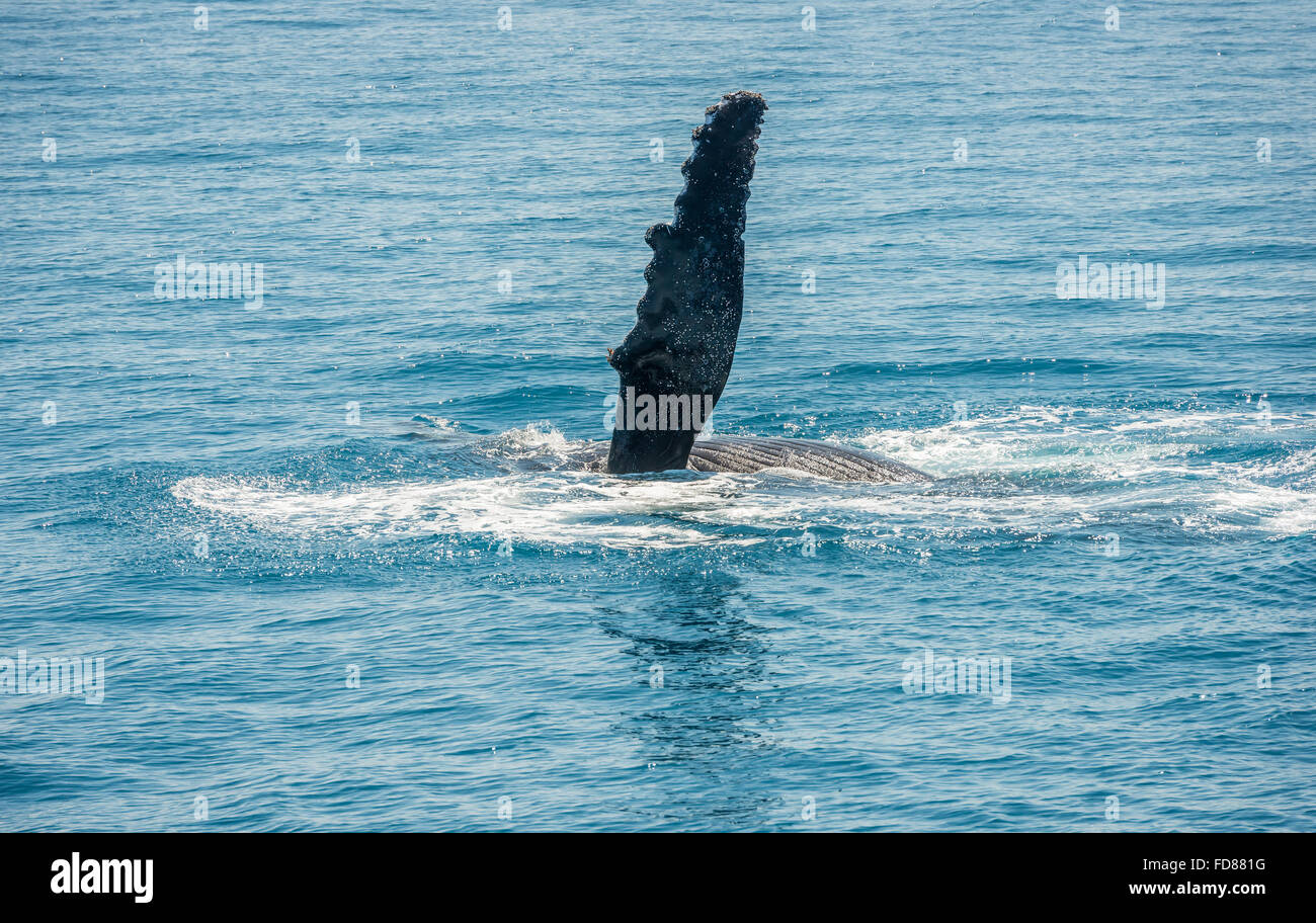 Finn whale hi-res stock photography and images - Alamy