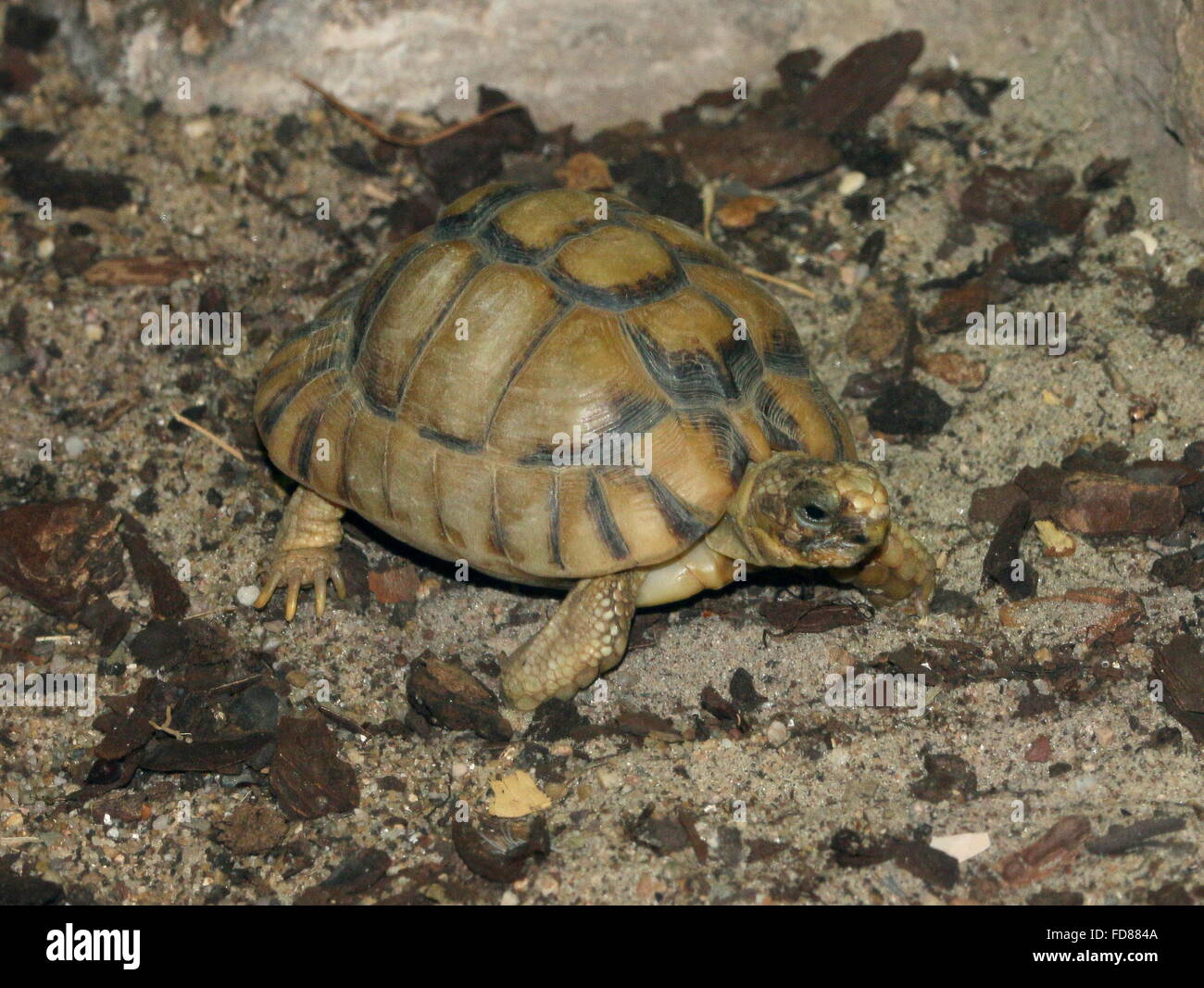 Kleinmann's tortoise (Testudo kleinmanni), a.k.a. Egyptian tortoise, a ...