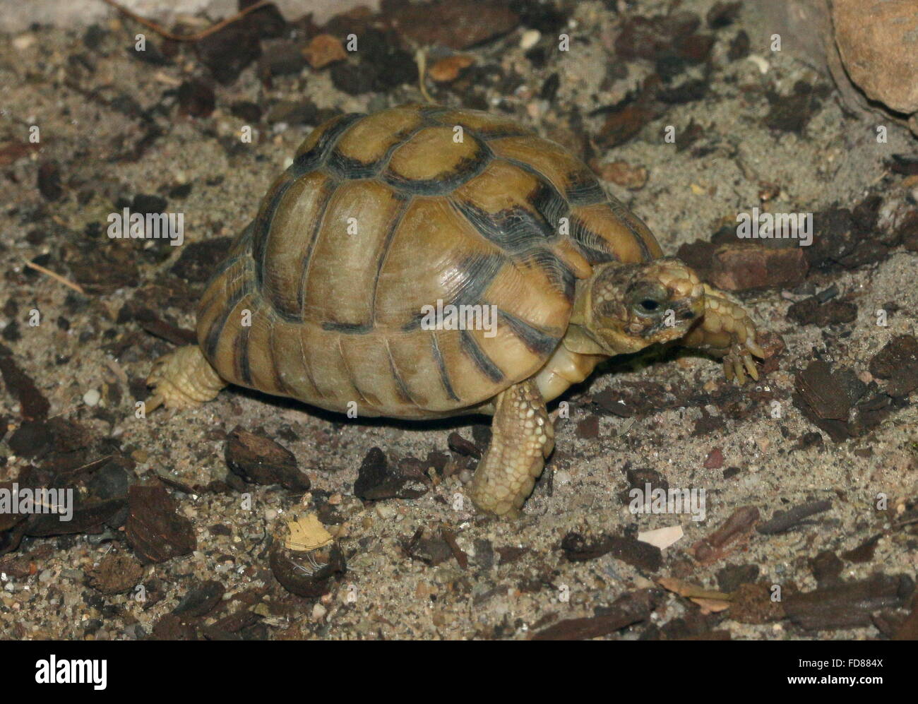 Egyptian tortoises hi-res stock photography and images - Alamy