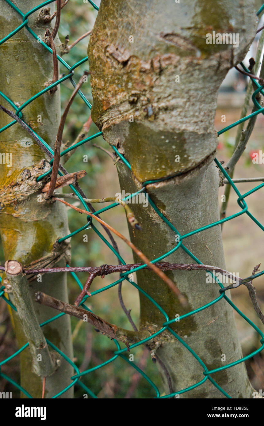 Tree growing into fence hi-res stock photography and images - Alamy