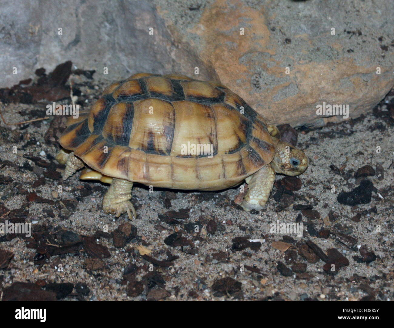 Critically endangered species egyptian tortoise hi-res stock ...