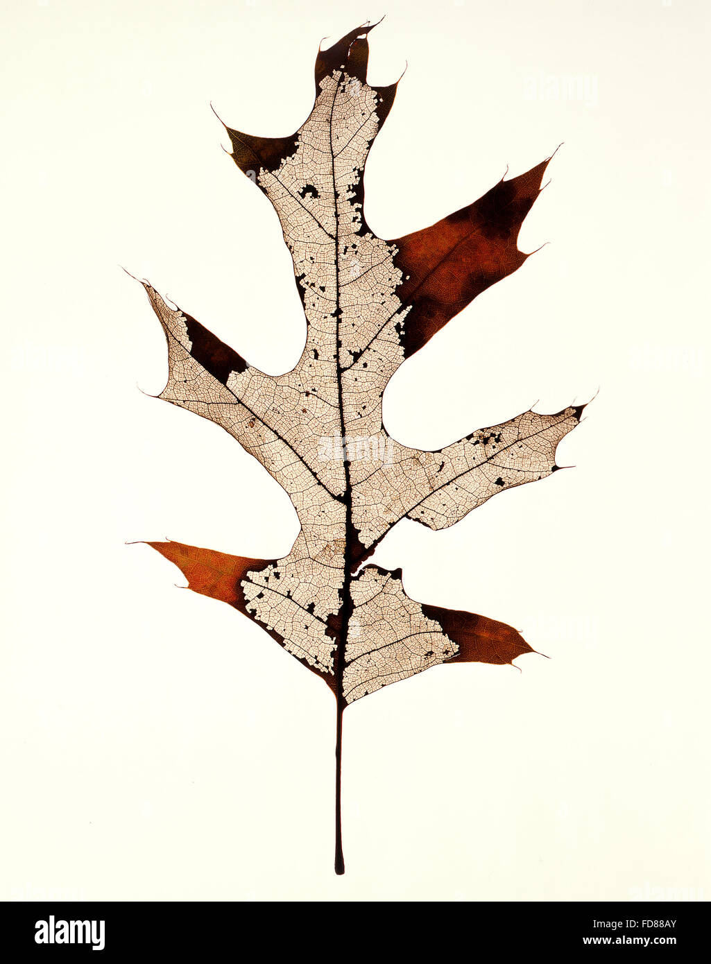 large leaf, organic design, nature Stock Photo - Alamy