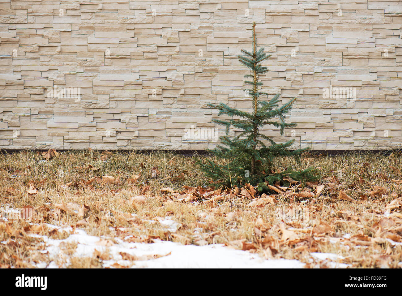 Small fir tree on wall with pattern from lite brown decorative slate ...