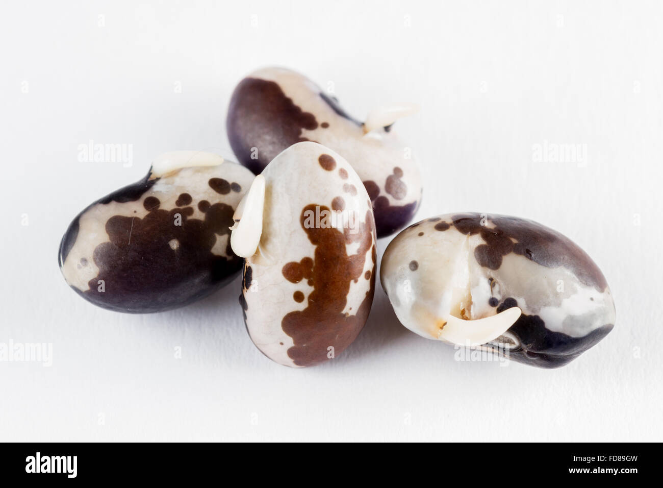 Orca beans growing hi-res stock photography and images - Alamy