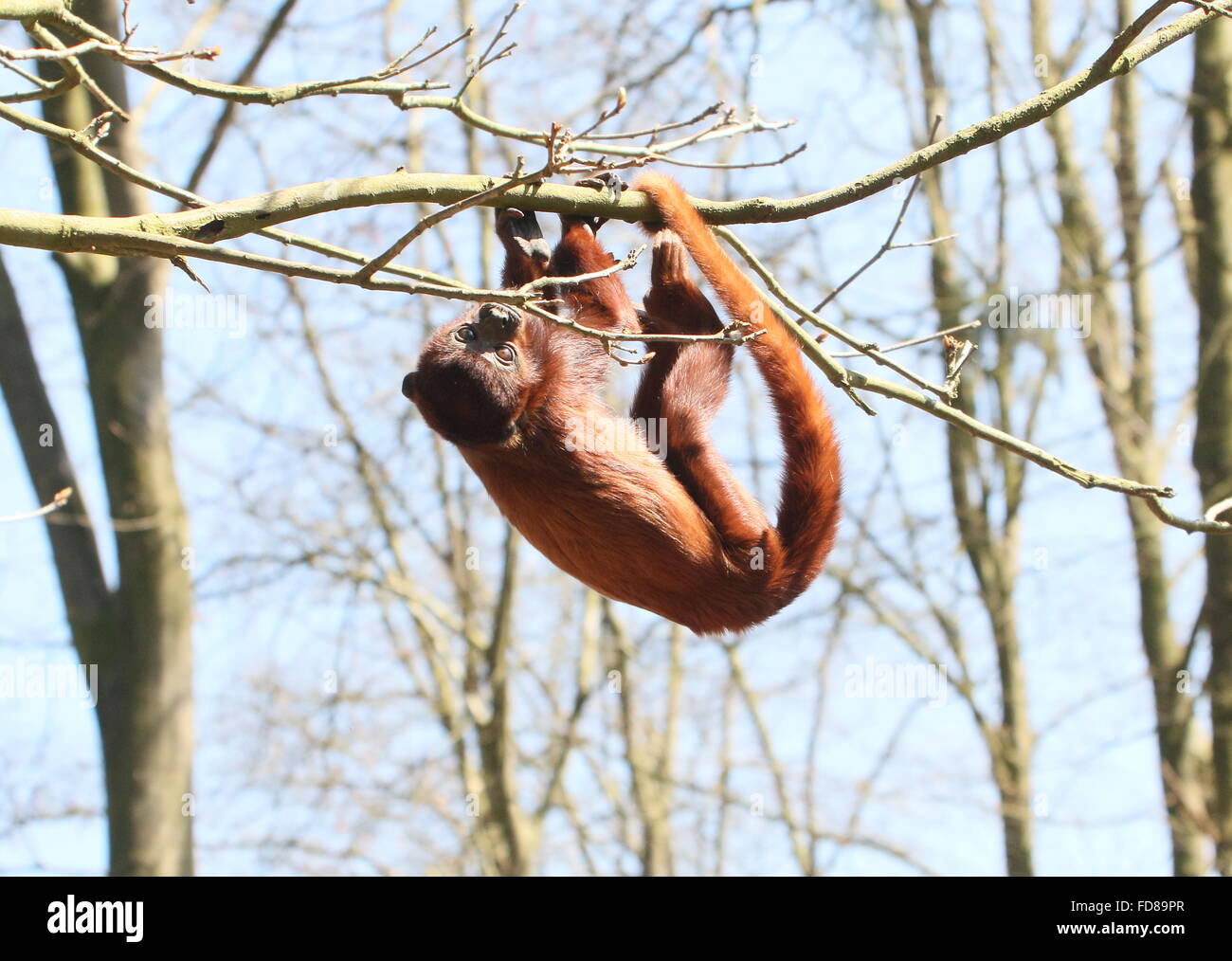 Juvenile Venezuelan red howler monkey (Alouatta seniculus) in a tree ...
