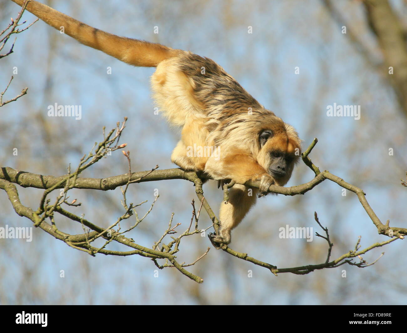 Monkey Hanging From Tail High Resolution Stock Photography and Images ...