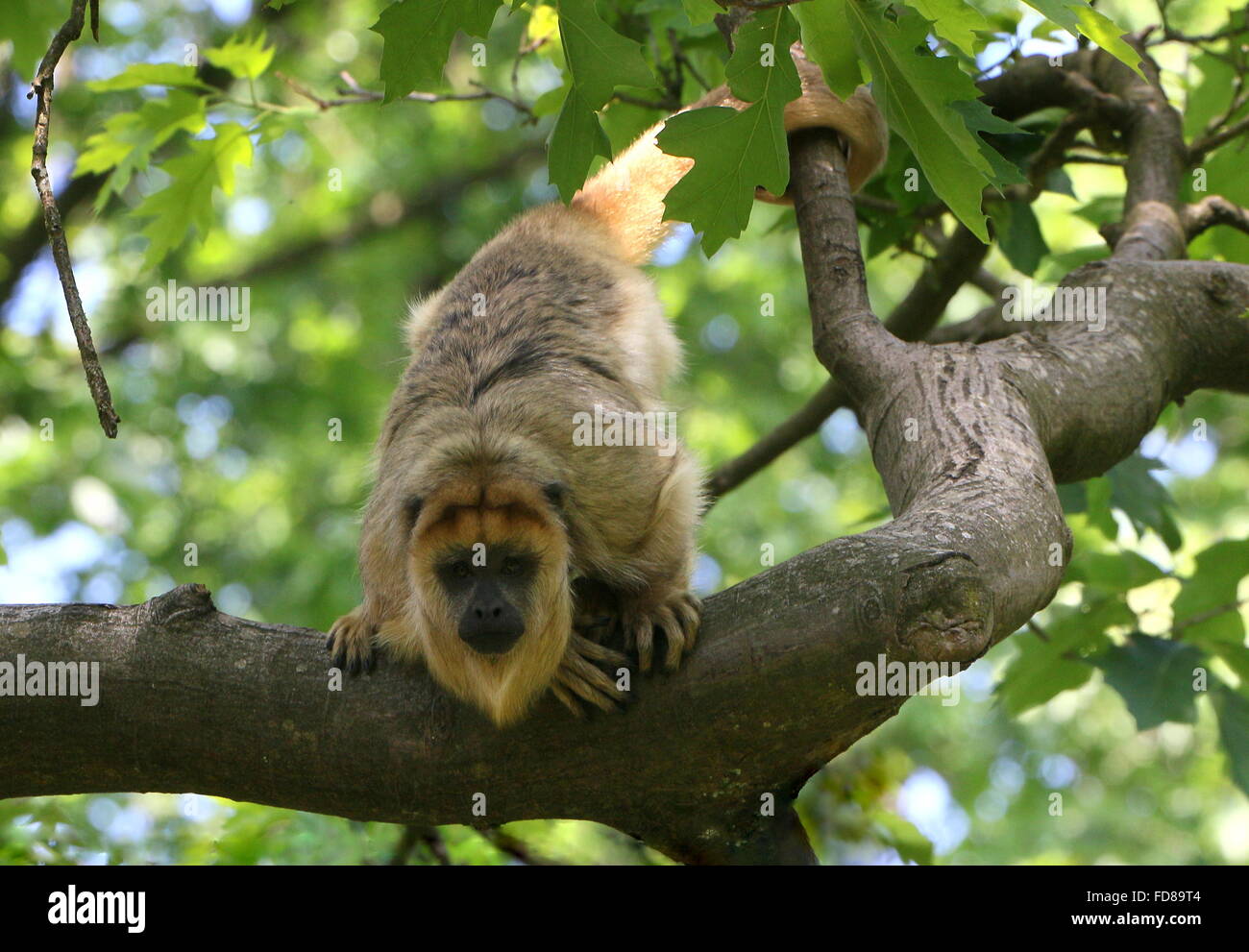 Monkey hanging from tail hi-res stock photography and images - Alamy