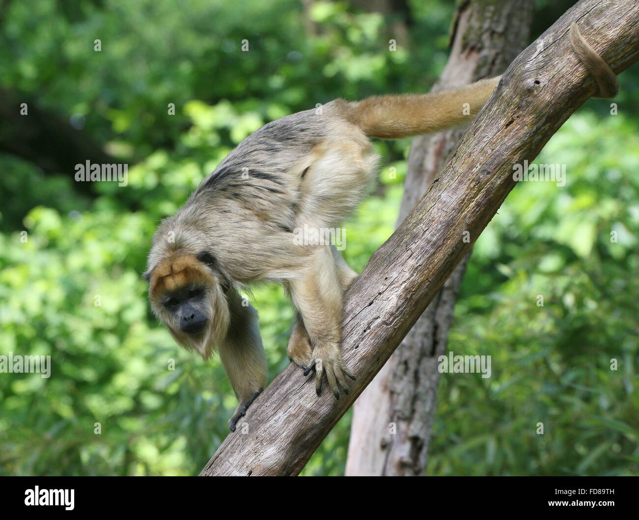 Monkey Hanging By Tail Stock Photos & Monkey Hanging By Tail Stock ...