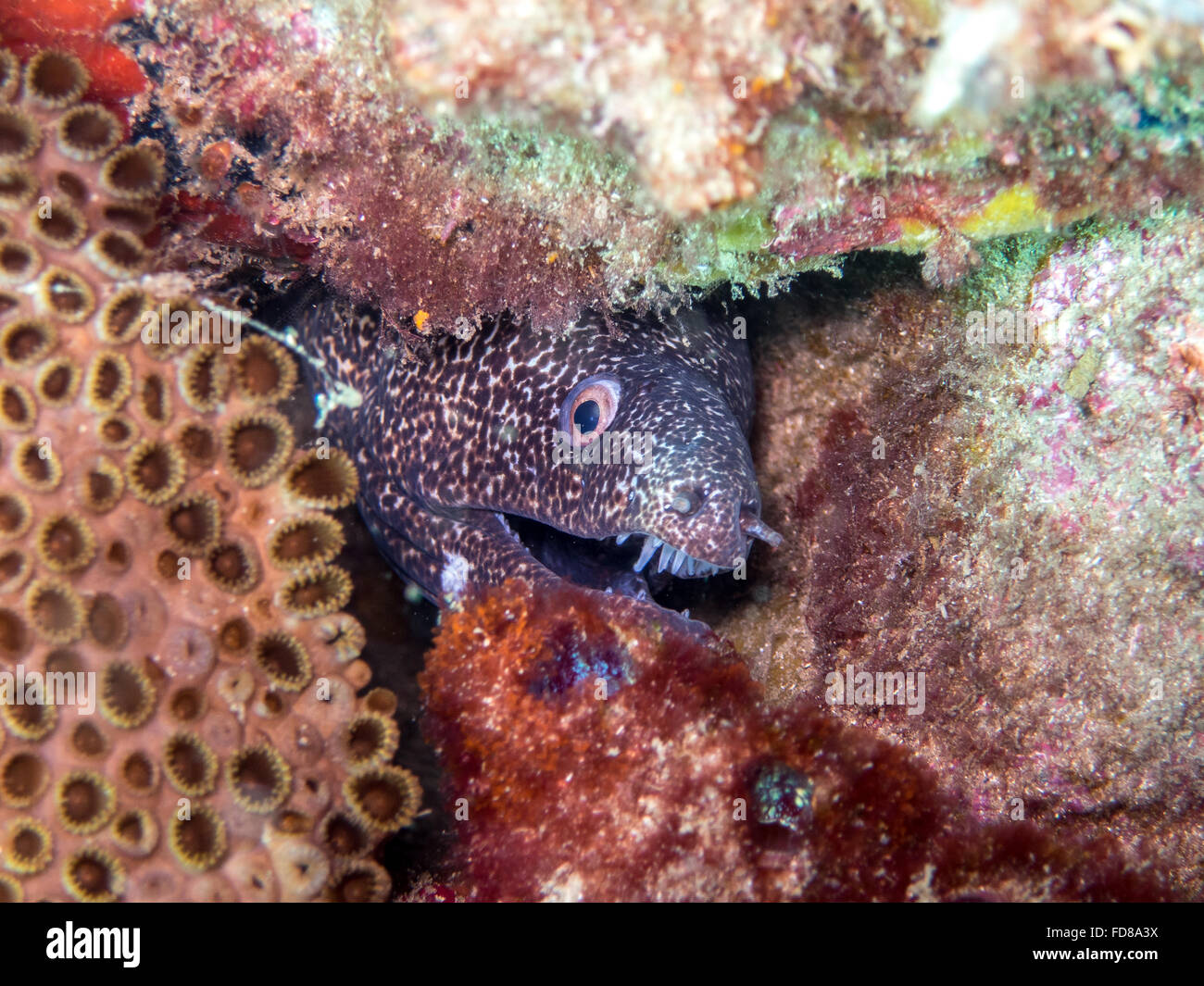 Murene hi-res stock photography and images - Alamy