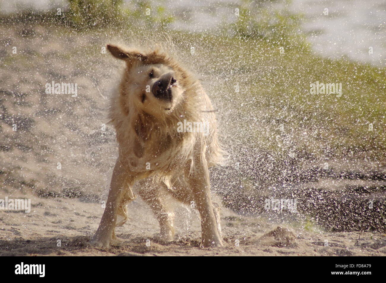 Pets Shaking Off Water High Resolution Stock Photography and Images - Alamy