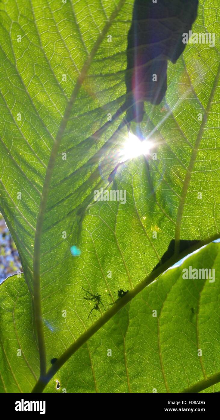 Low sun through leaves hi-res stock photography and images - Alamy