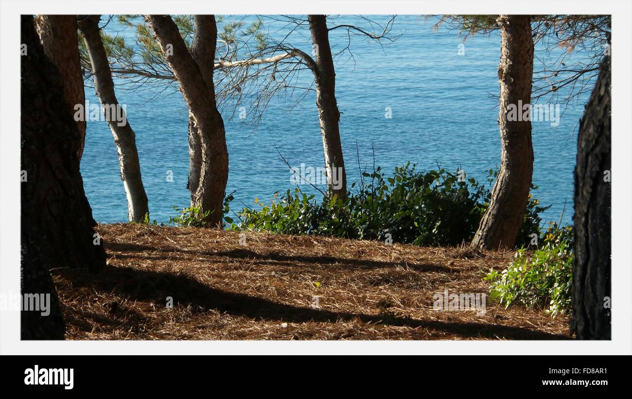 Forest On Seaside Stock Photo - Alamy