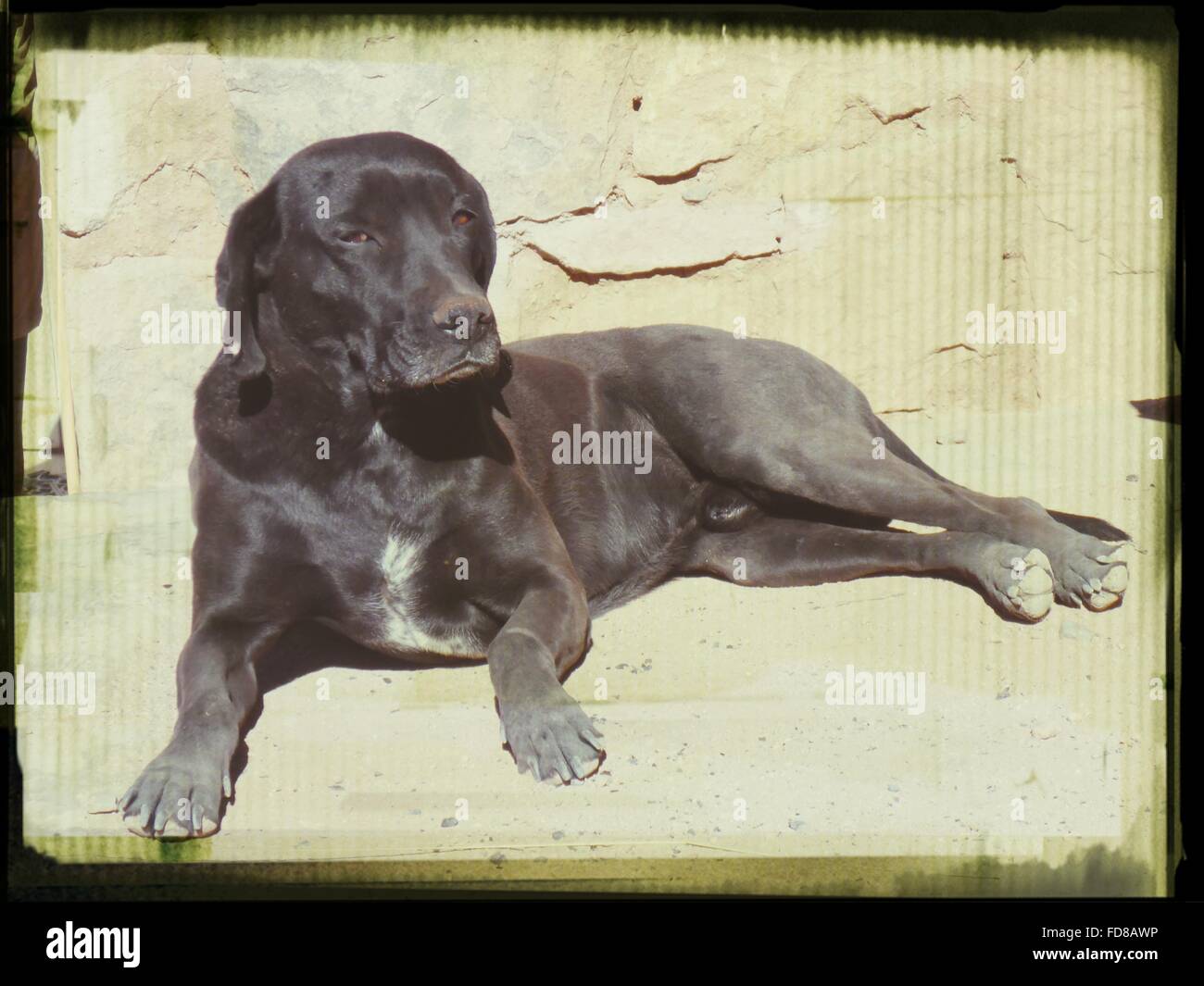 Black Labrador Lying On Bench Stock Photo - Alamy