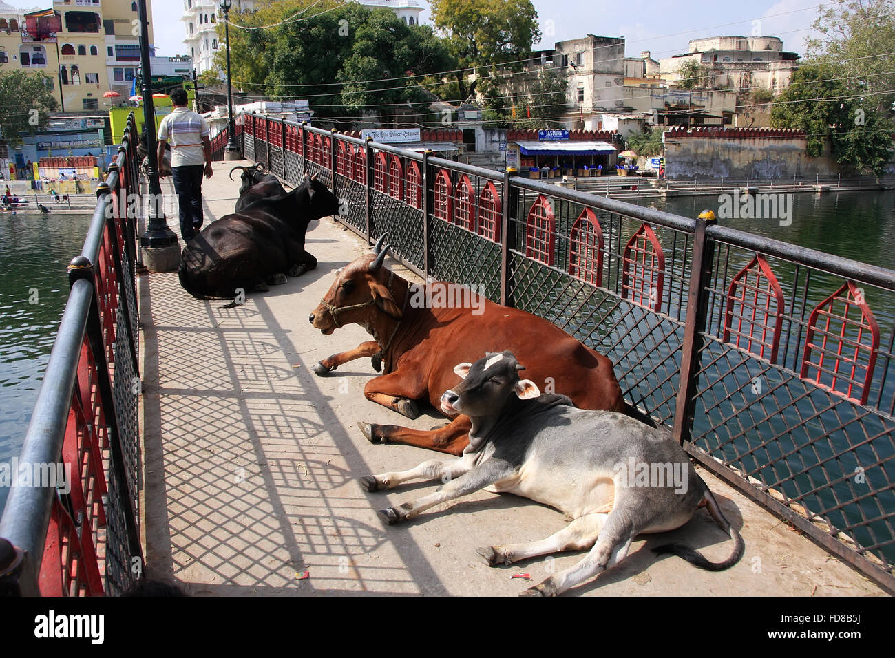 Cows laying on a bridge, Udaipur, Rajasthan, India Stock Photo - Alamy