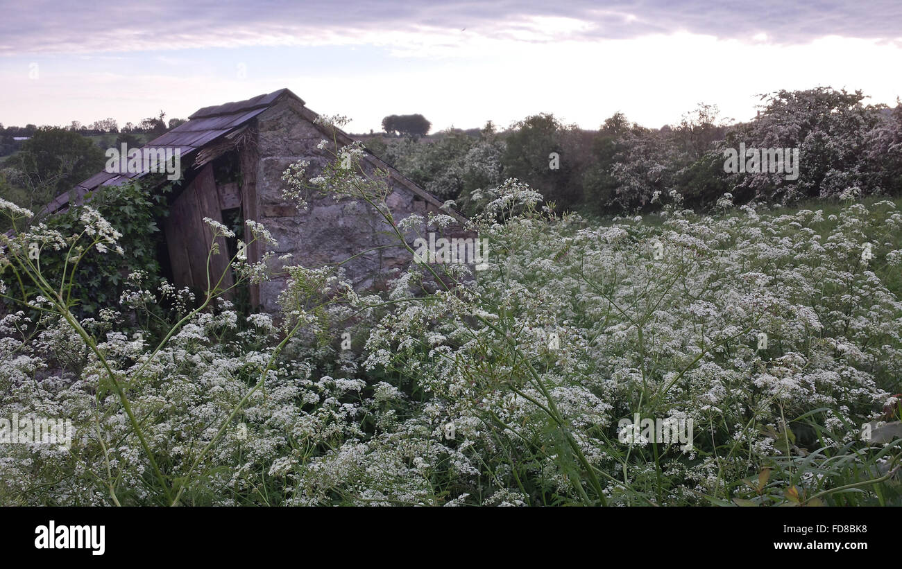 House In Bushes Stock Photo - Alamy