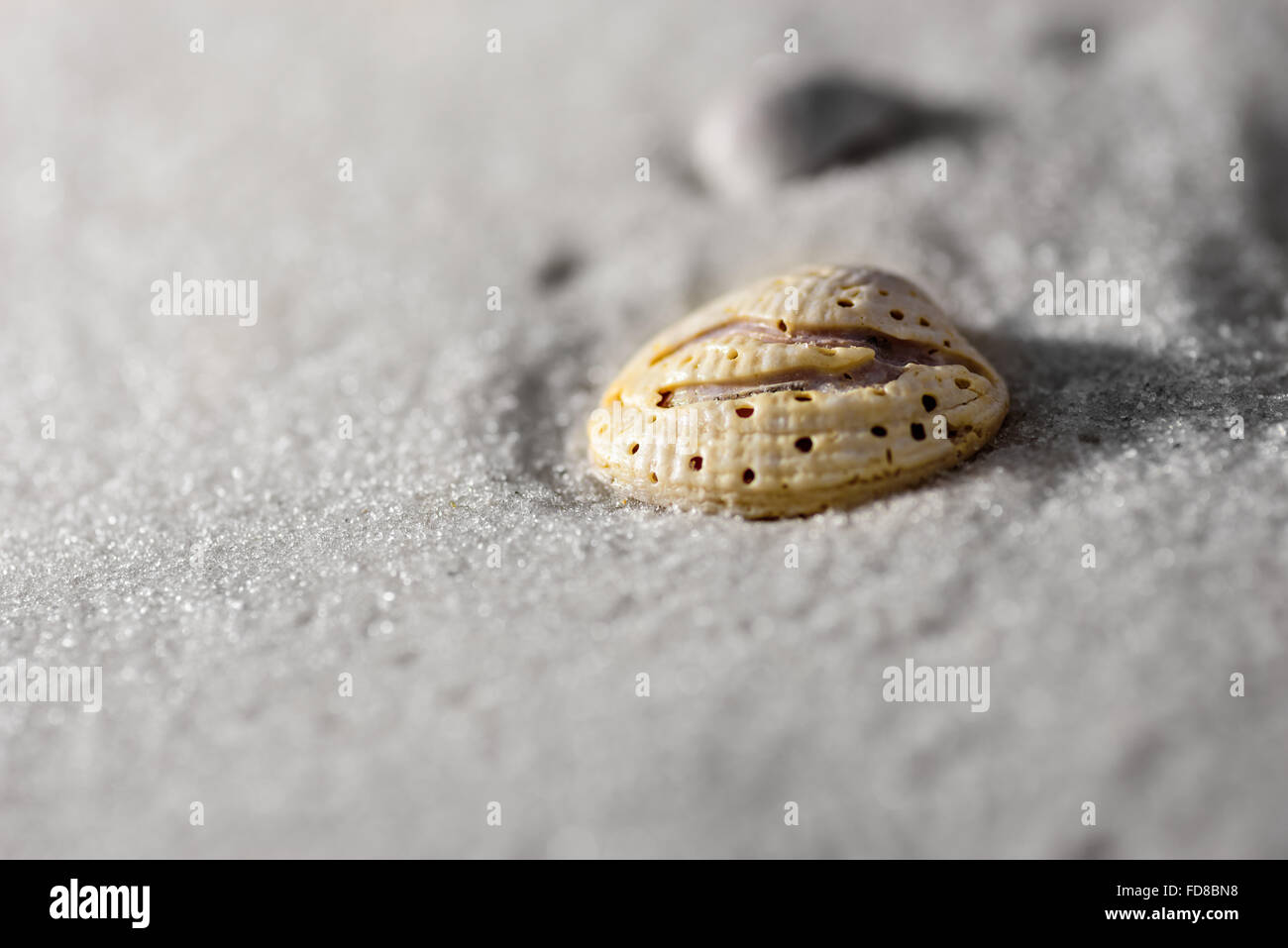 Open bivalve shell hi-res stock photography and images - Alamy