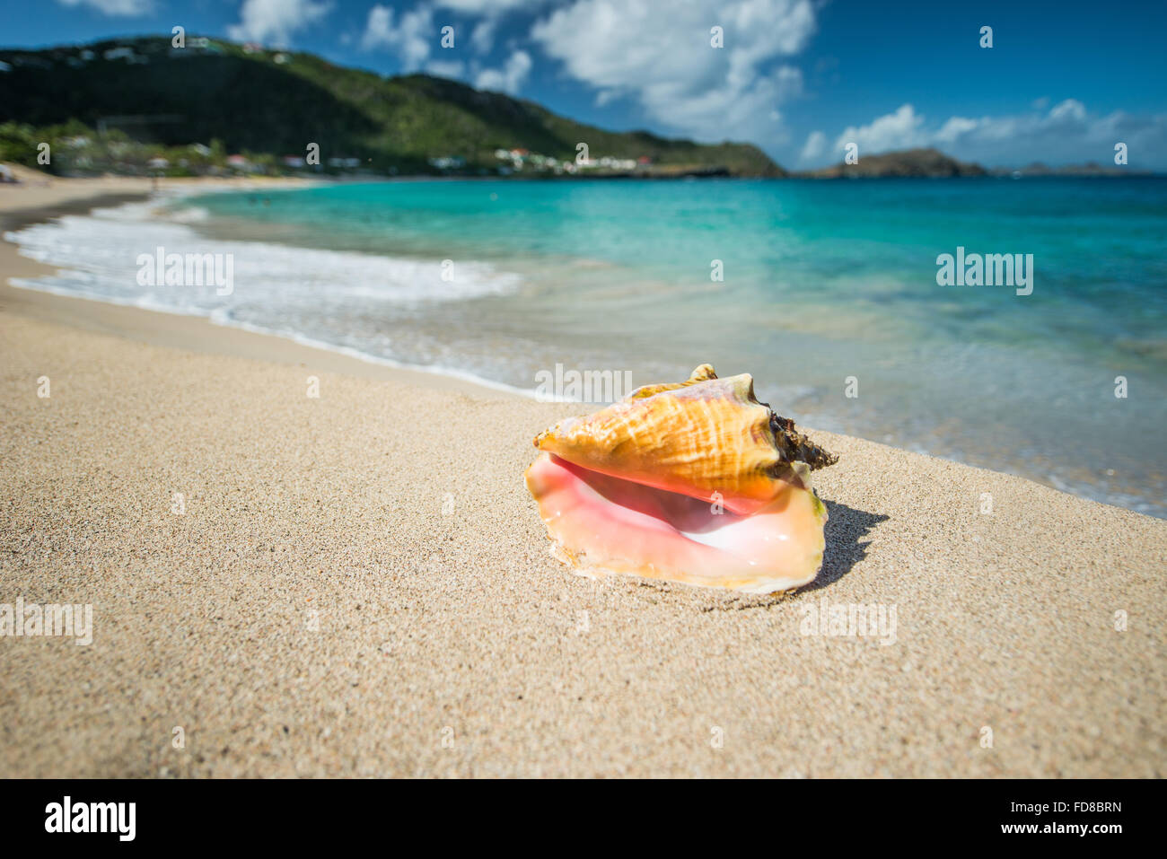 Shell beach st barth hi-res stock photography and images - Alamy
