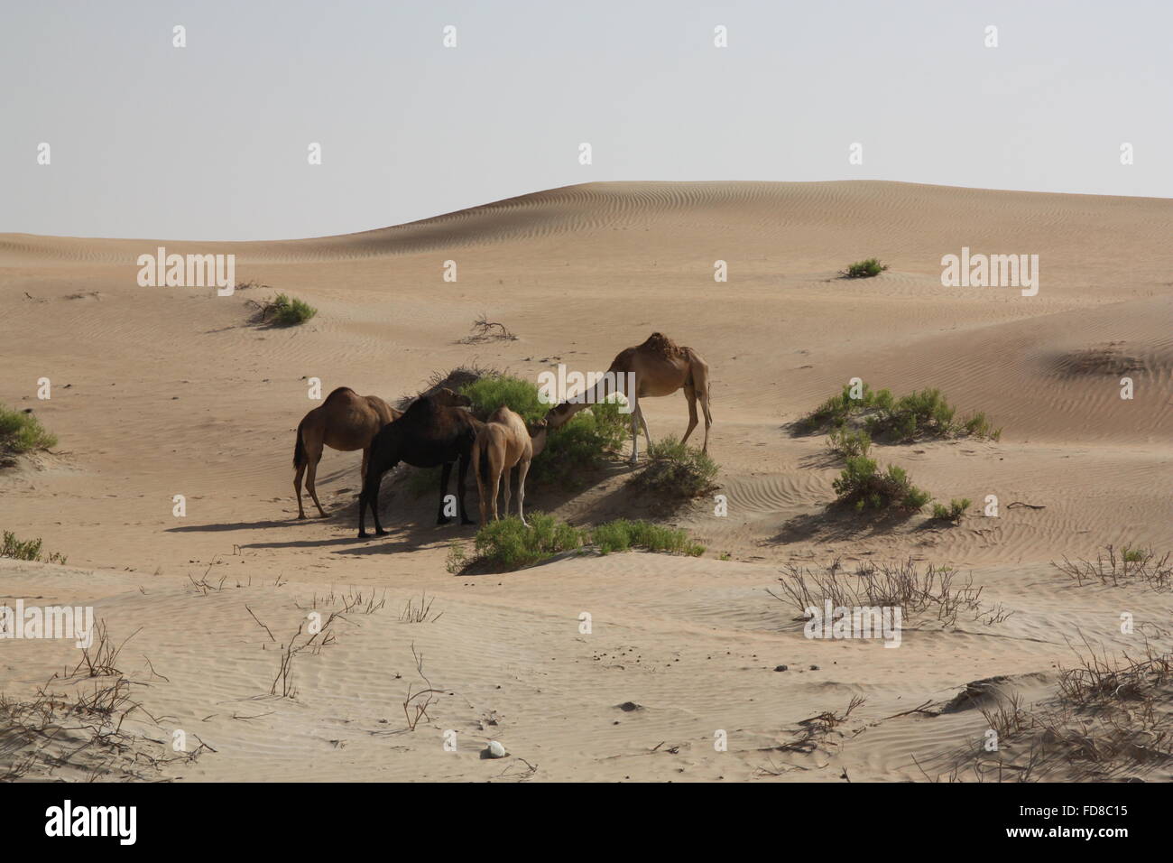 Arid grazing land hi-res stock photography and images - Alamy