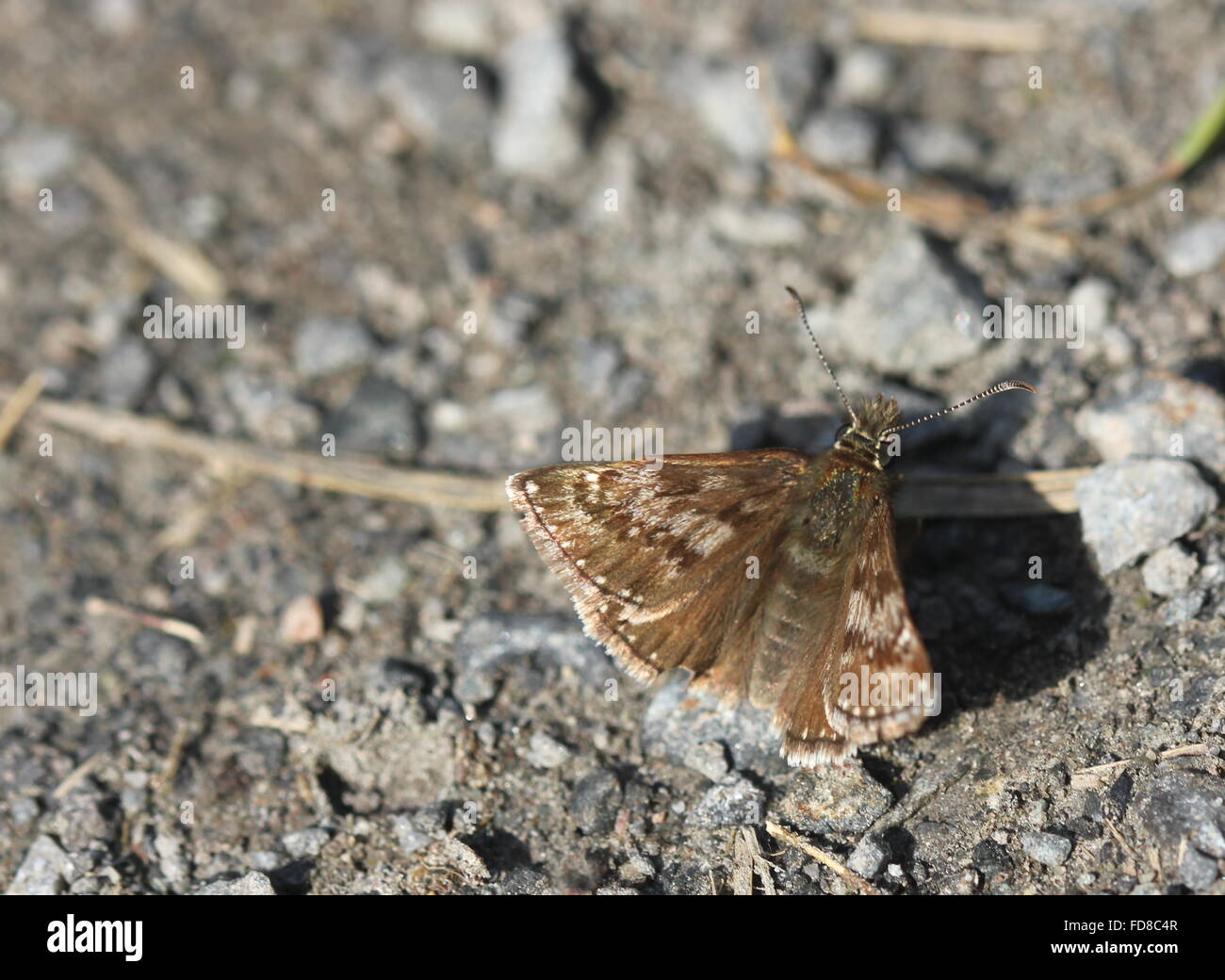 Ground with butterfly hi-res stock photography and images - Alamy